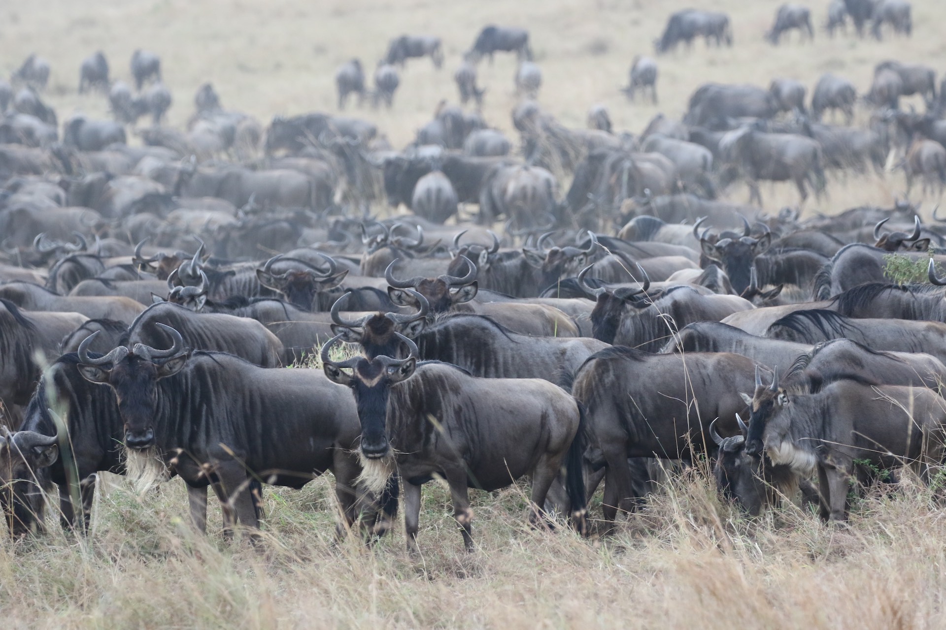 Kenyan Dream - Africa Luxury Safari